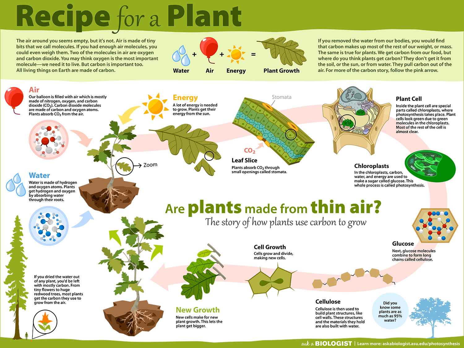Plant Poster Deviche Designs Plant Poster Deviche Designs