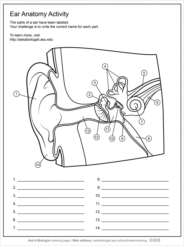 Human Ear Deviche Designs Human Ear Deviche Designs